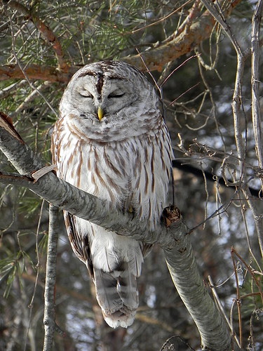 Audubon Natural Investigators Study Owls Saturday, January 28 | News ...